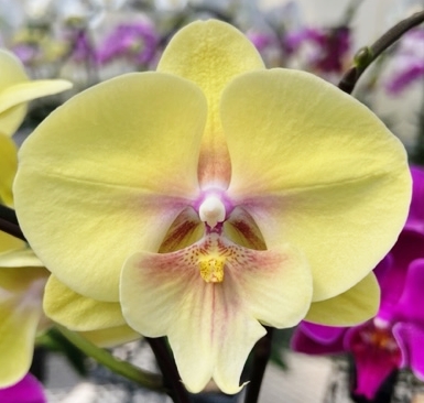 EverSpring Orchids Winnipeg_Gift Orchids